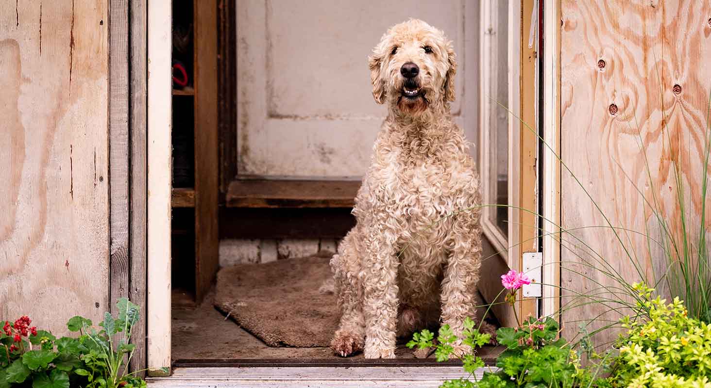 Reasons Why We Love Our Doodles: International Doodle Dog Day – Snuggle ...