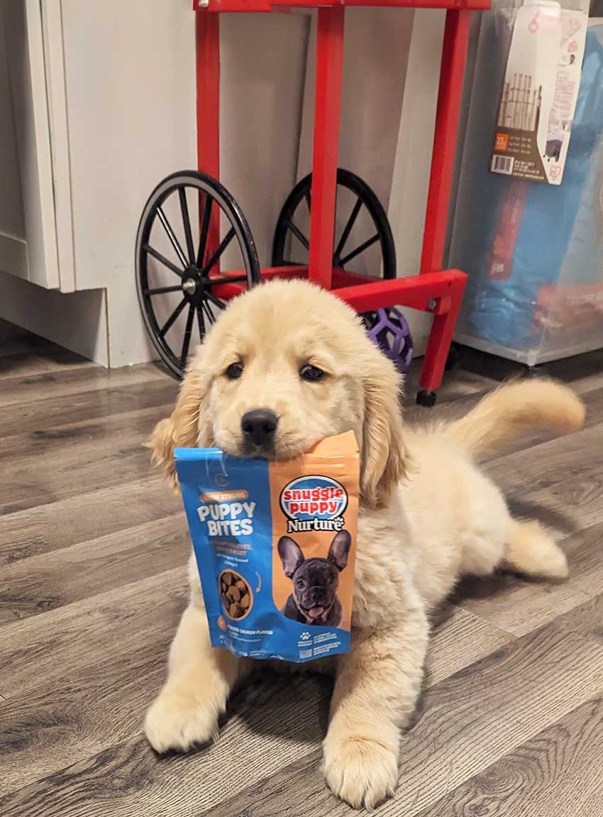 Snuggle Puppy® Heartbeat Stuffed Toy for Pet Anxiety Relief