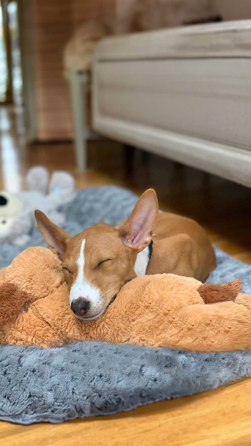 Snuggle Puppy® Heartbeat Stuffed Toy for Pet Anxiety Relief